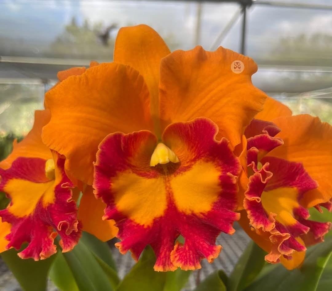 Rlc Duh's Smile 'the King' Near Blooming Size Cattleya Orchid Clone ...
