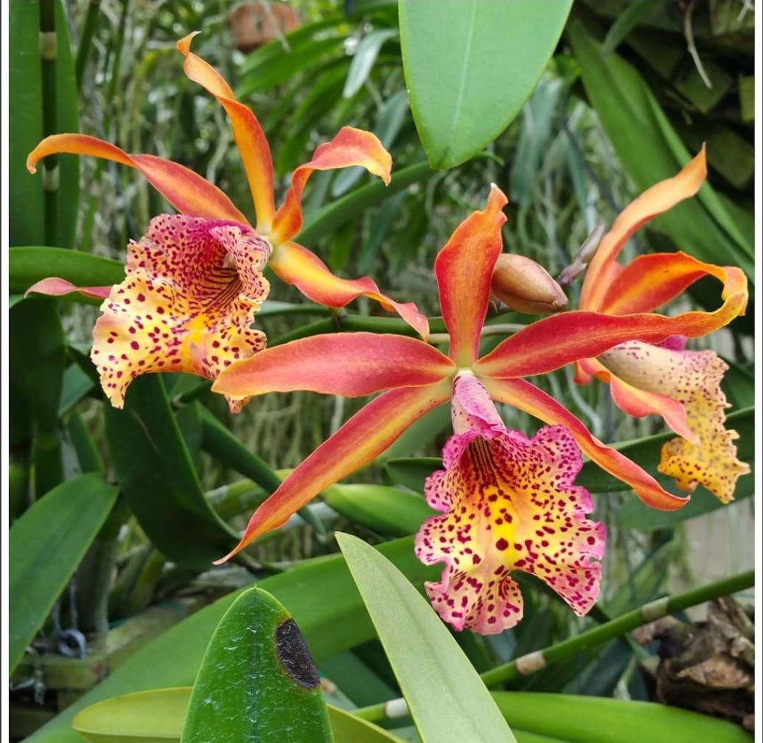 Mcv Frances Fox 'sun Spots' Blooming Size. Highly Sought After Orchid ...