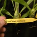 Cycnodes Taiwan Gold 'orange' (cycnoches Chlorochilon × Mormodes Badia ...
