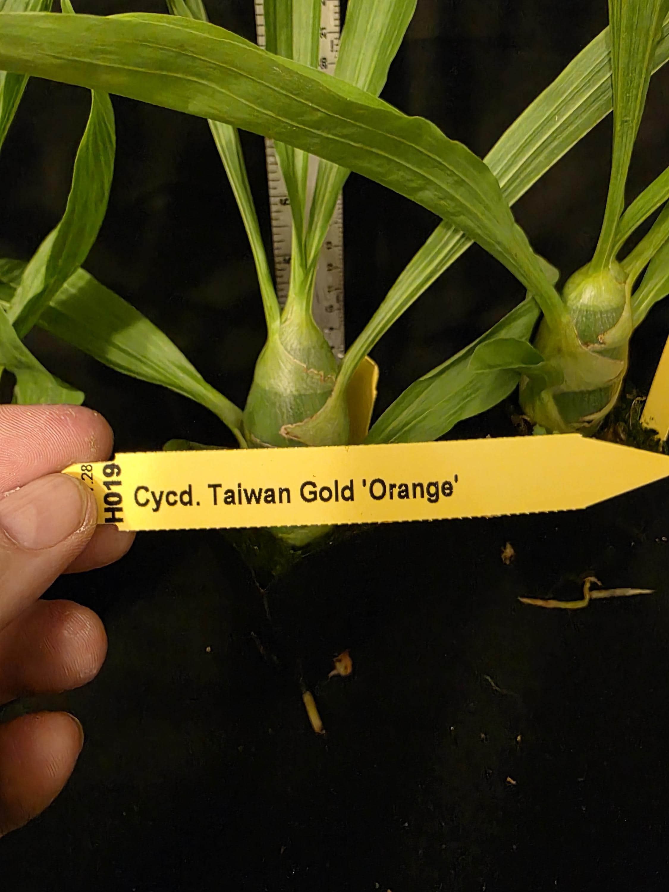 Cycnodes Taiwan Gold 'orange' (cycnoches Chlorochilon × Mormodes Badia ...