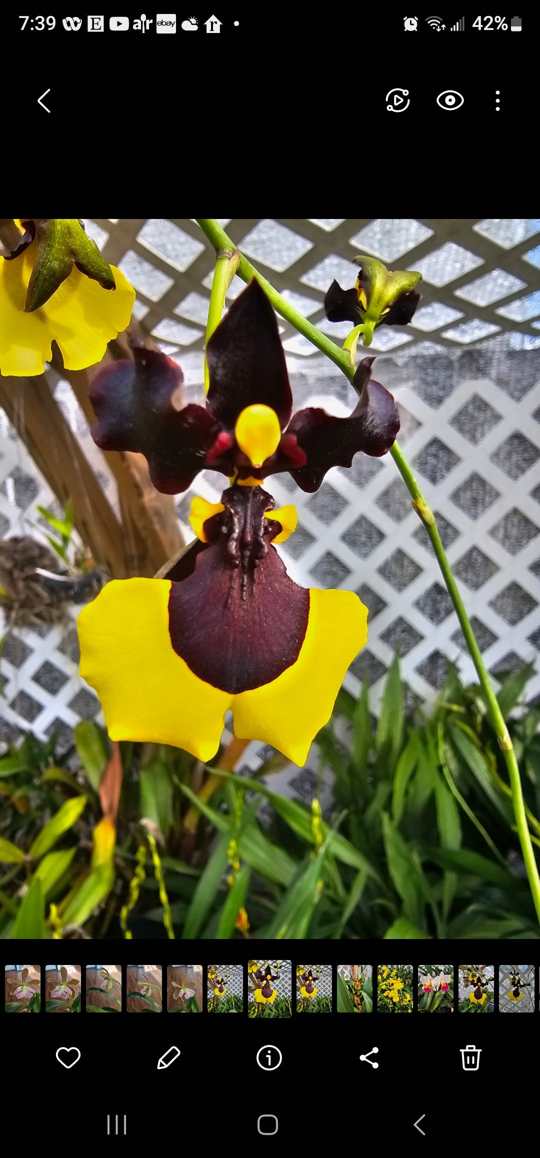 Gomesa Jiaho Queen 'jia Ho' FCC/AOS. Blooming Size Miniature Oncidium ...