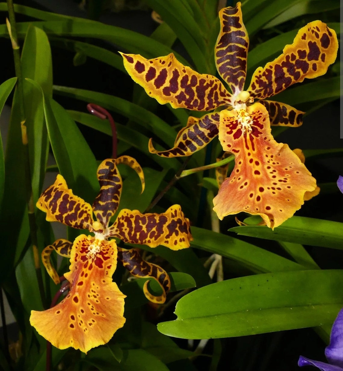 Alicera Hilo Ablaze 'hilo Gold' AM/AOS Awarded Oncidium Type Orchod ...