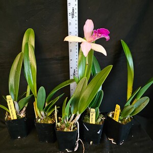 Rby. Golden Tang X Richard Mueller 'STK' Blooming Size Brassavola ...