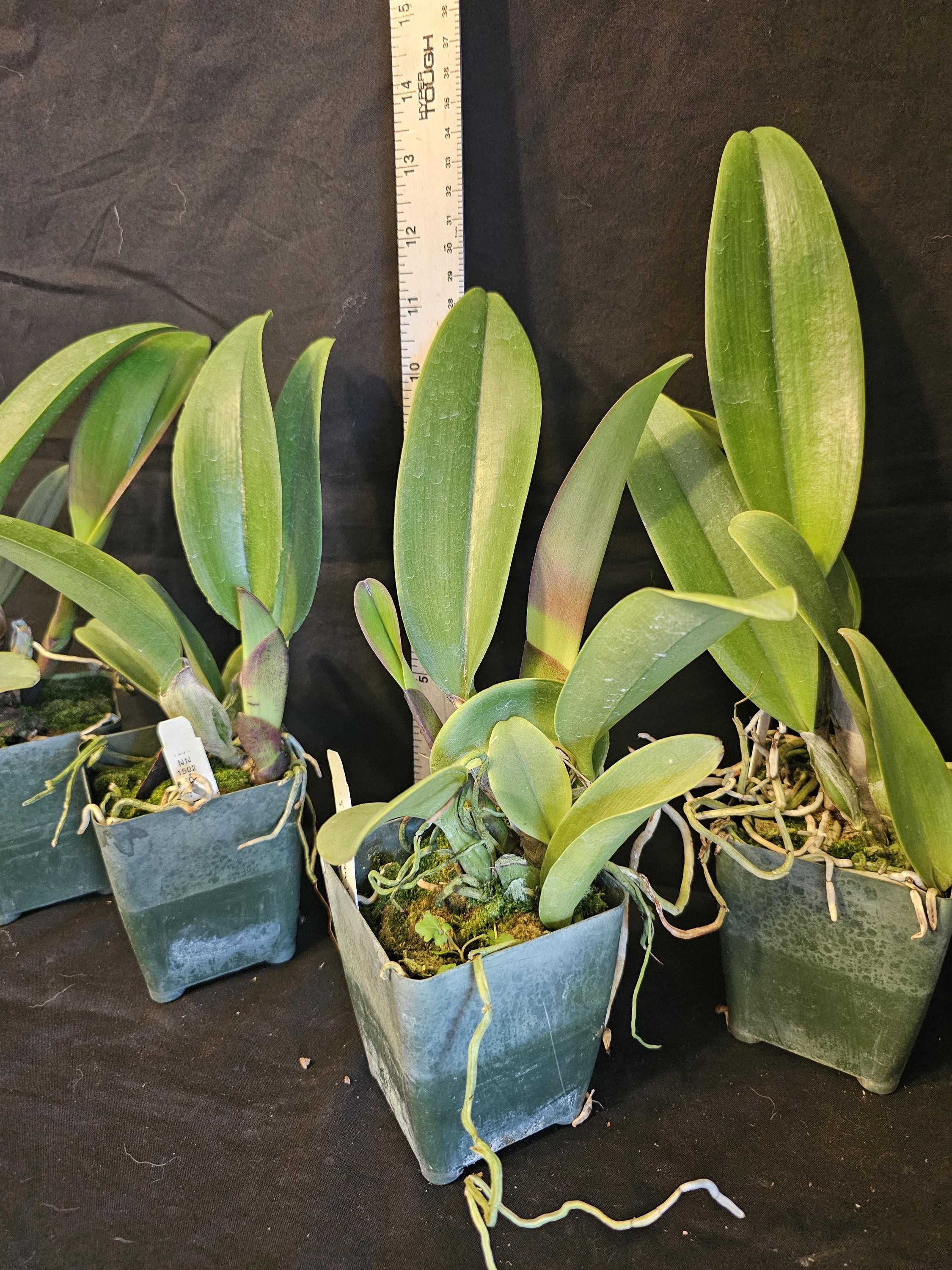 Rlc Haw Yuan Rose 'NN' Near Blooming Size Cattleya Orchid Clone. Large ...