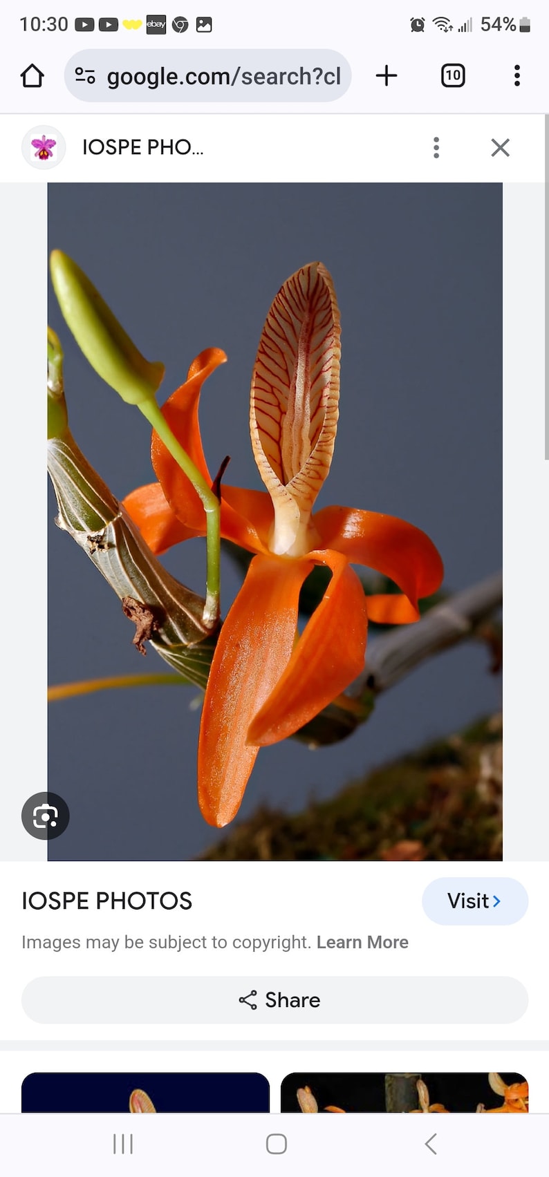 Dendrobium Unicum Blooming Size Orchid Species. Unique Bright Orange ...