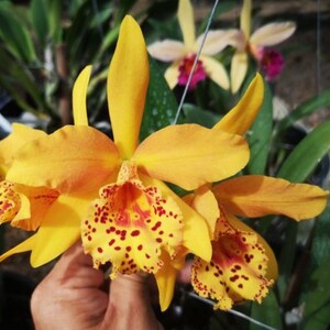 Rby. Copper Queen 'H&R' Near Blooming Size Brassavola Cattleya Orchid ...