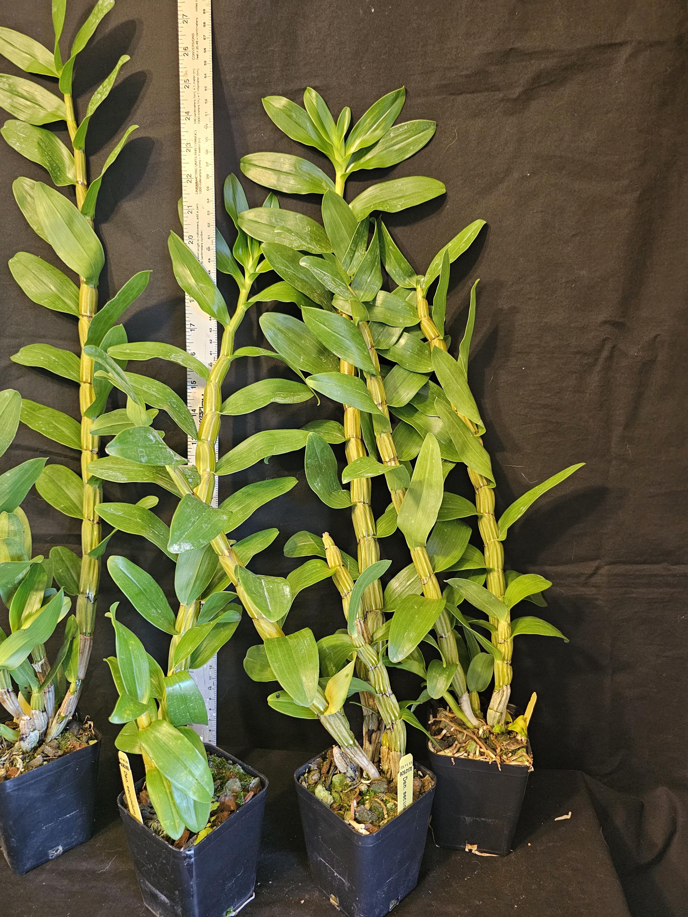Dendrobium Secundum 'red'. Toothbrush Orchid. Large Plants Blooming ...