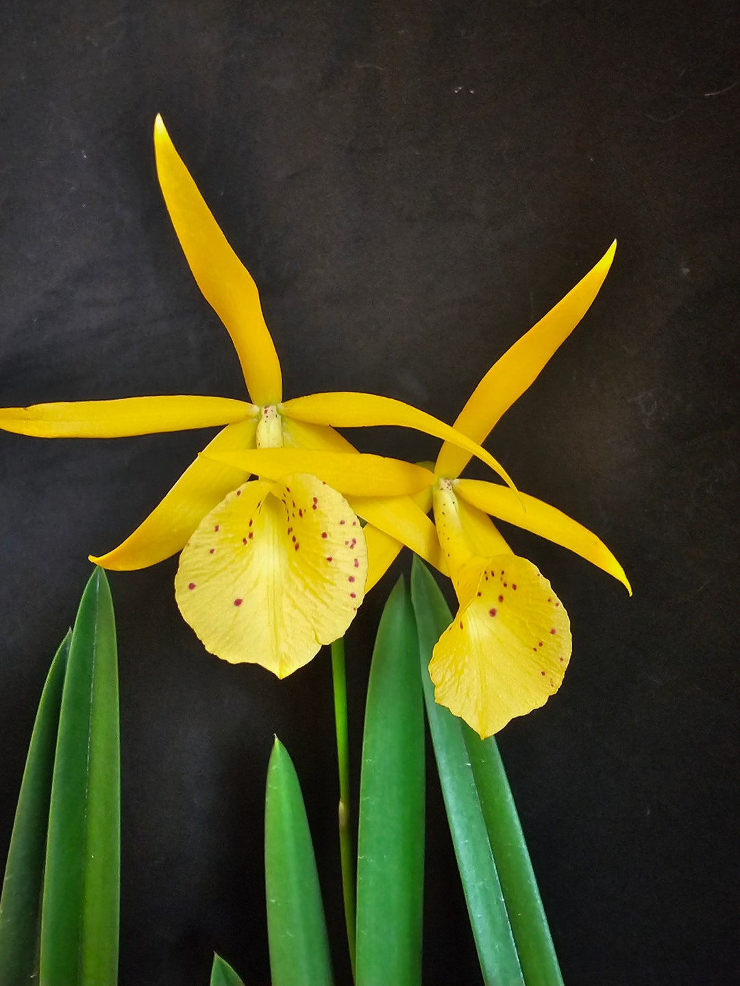 Bc Yellow Bird Blooming Size Brassavola Orchod Hybrid. - Etsy
