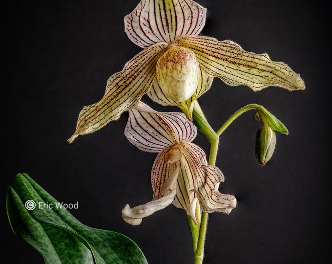 Paph. Evelyn Röllke (sukhakulli X Bellatulum) (2" Pot) - Etsy