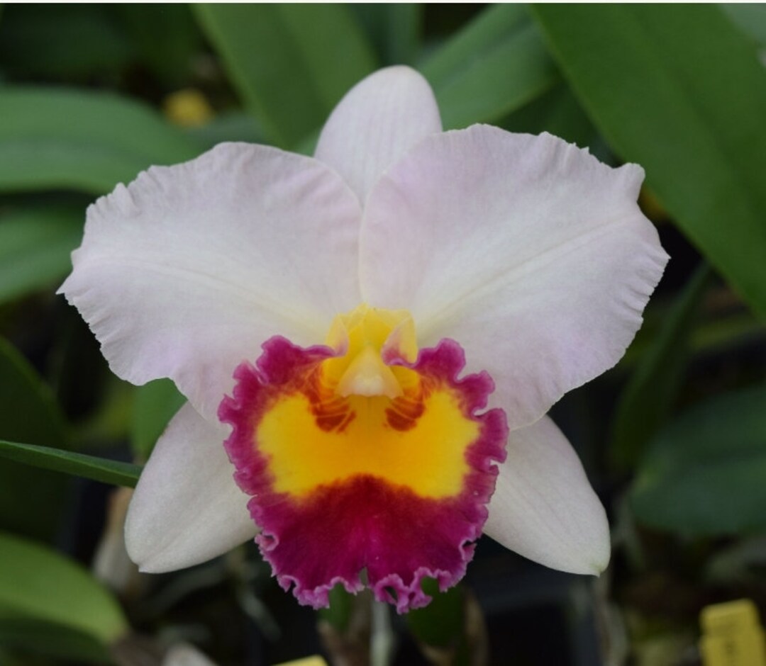 Rlc Lisa Taylor Gallis 'nora' Blooming Size Compact Growing Cattleya ...
