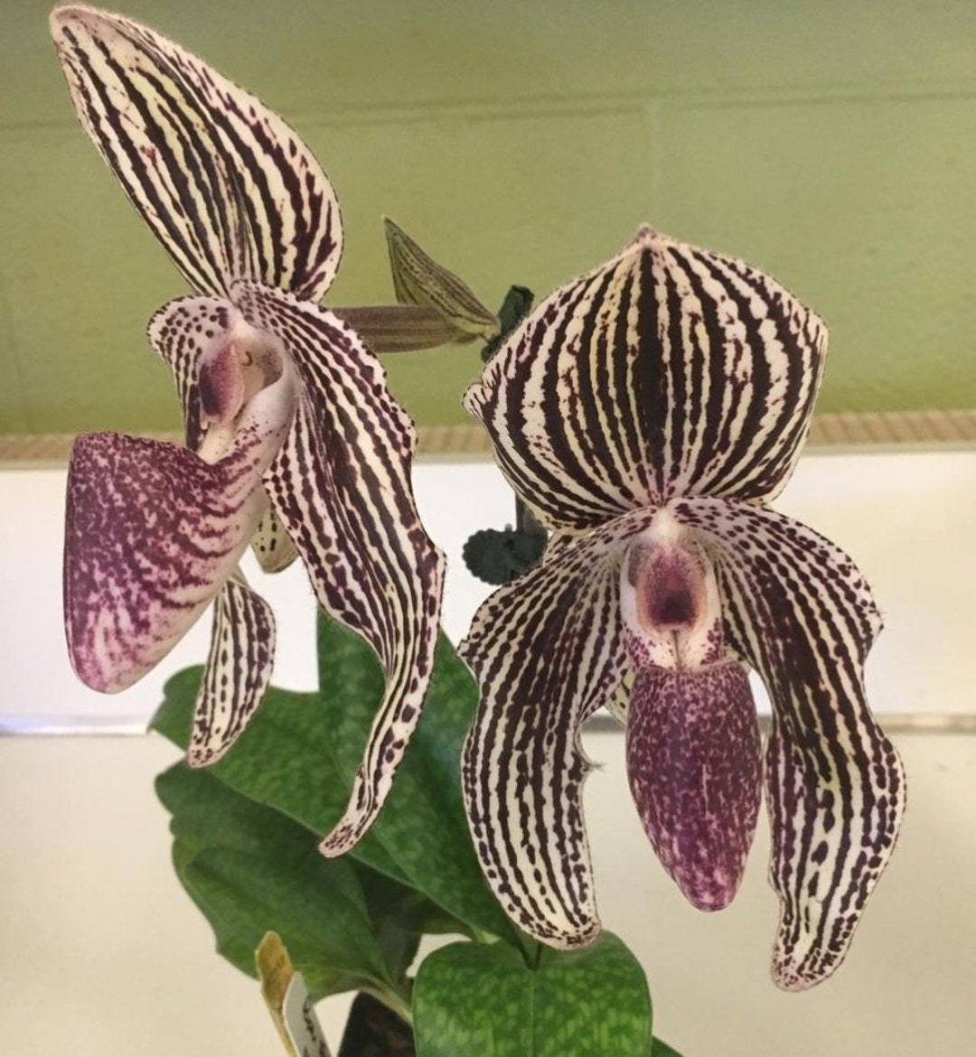 Paphiopedilum Rolfei Blooming Size Muitifloral Novelty Hybrid, Select ...