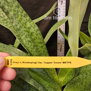 Paphiopedilum Greyi X Paph Kolokapingii , Blooming Size Multifloral ...