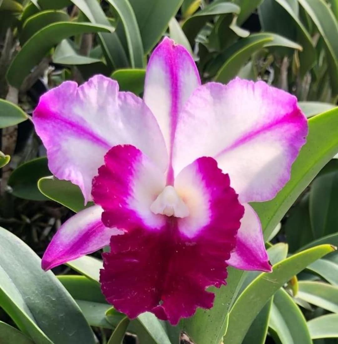 Rlc Robert Strait 'islanders Delight' Near Bloom Size Cattleya Orchid ...