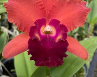 Rlc Burdekin Wonder 'lakeland Blooming Size Plants in 4.5 Pots Large ...
