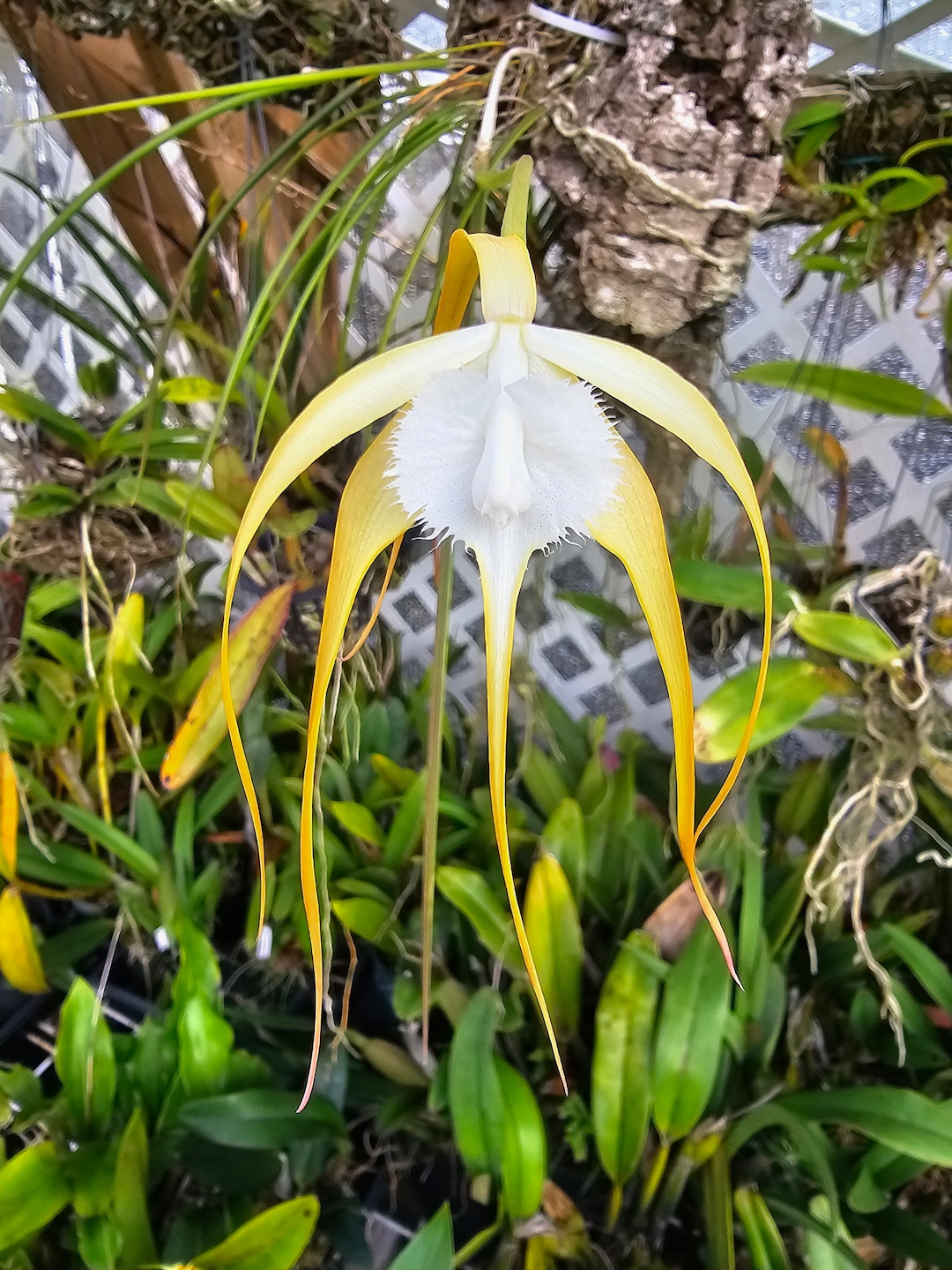 Brassavola Appendiculata Syn Cucullata. Blooming Size Brassavola Orchid ...
