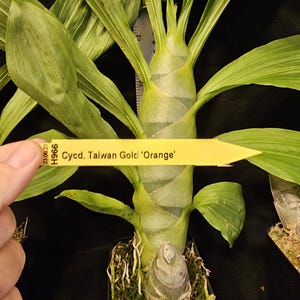 Cycnodes Taiwan Gold 'orange' cycnoches Chlorochilon Mormodes Badia ...