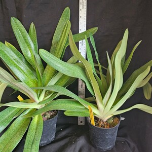 Paphiopedilum Greyi X Paph Kolokapingii , Blooming Size Multifloral ...