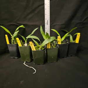 Prosthechea (psh) Mariae X Sib. Rare Orchid Species. Encyclia Type Live ...