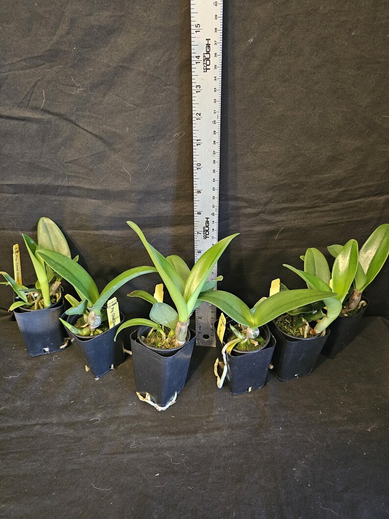 Pry Chief Green Sky 'peanut' Compact/miniature Cattleya Orchid Clone ...