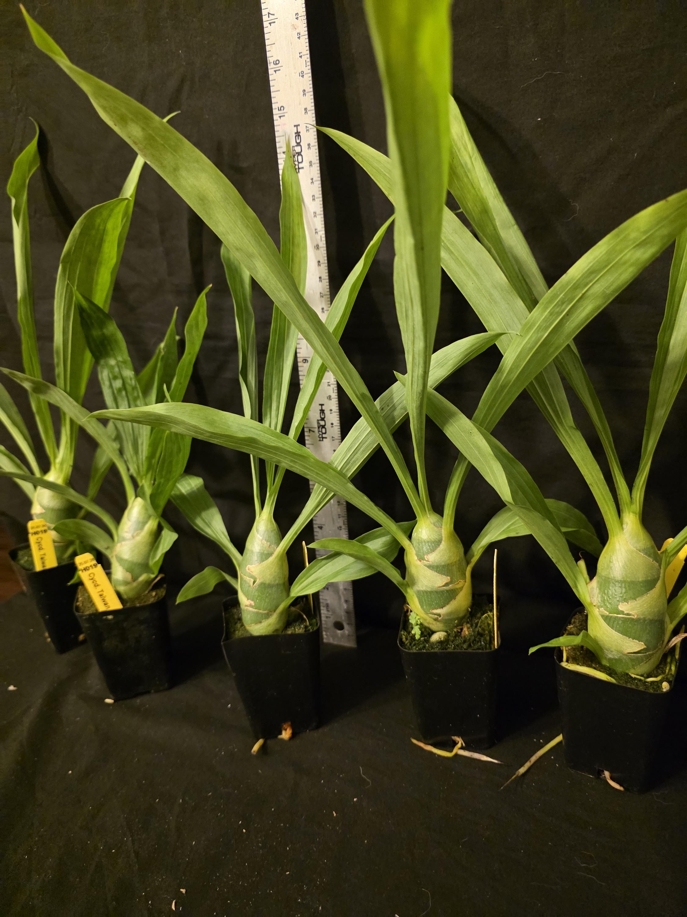 Cycnodes Taiwan Gold 'orange' (cycnoches Chlorochilon × Mormodes Badia ...