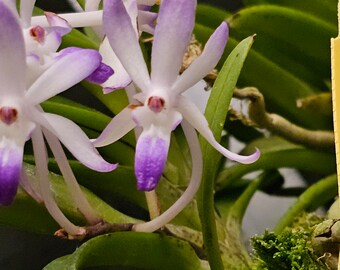 Mini Vanda, Vandachostylis Baby Angel lou Sneary X V. Falcata Baby Boys ...
