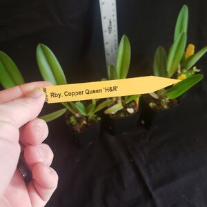 Rby. Copper Queen 'H&R' Near Blooming Size Brassavola Cattleya Orchid ...