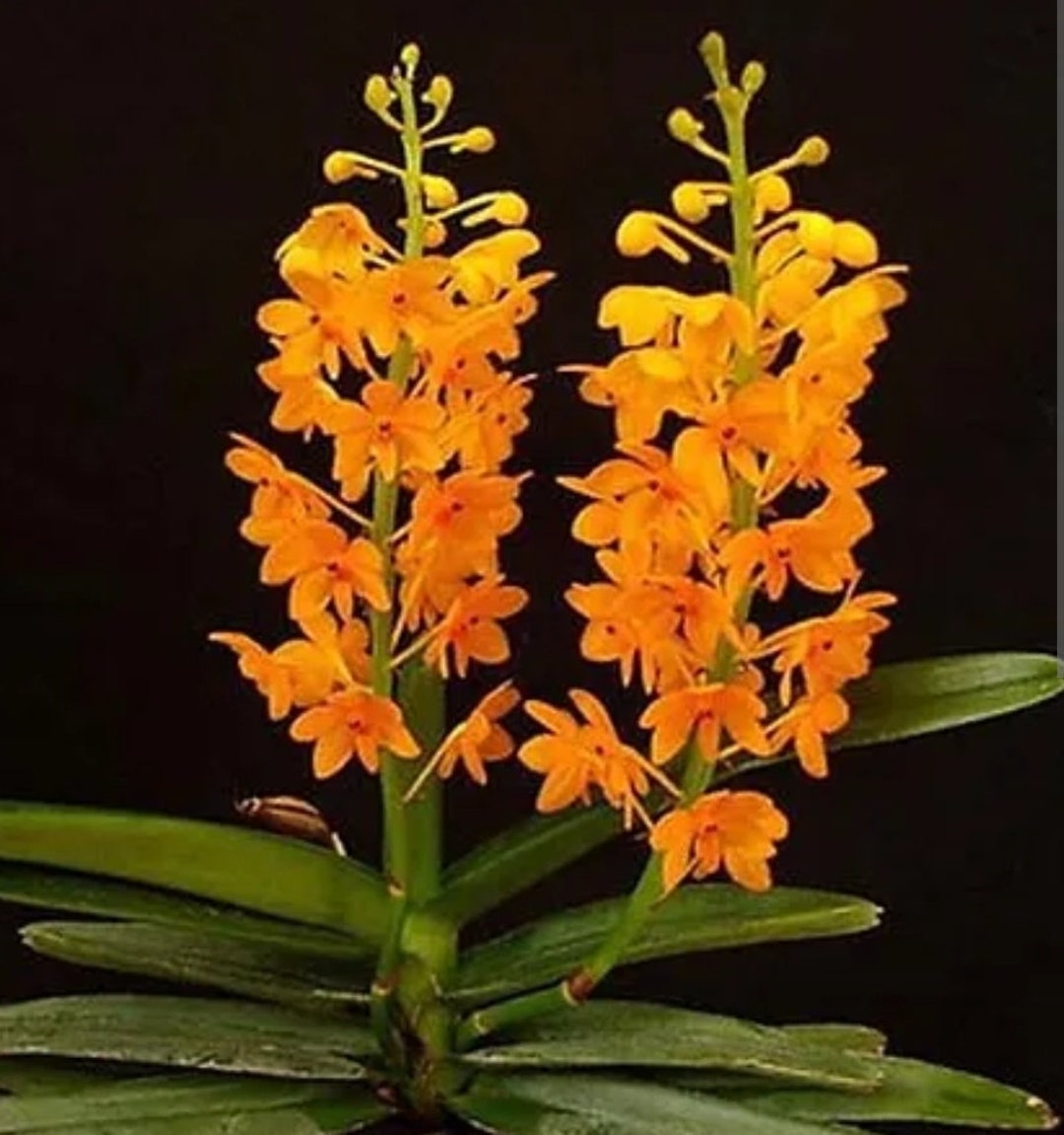 Vanda Aurantiaca X Sib. Near Blooming Size Orchid Species. Highly ...