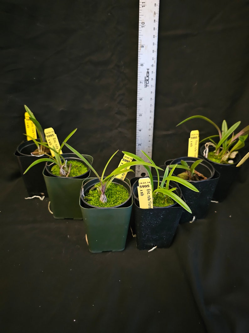 Encyclia Rufa X Self Seedling Size Rare Orchid Species. Highly Fragrant ...
