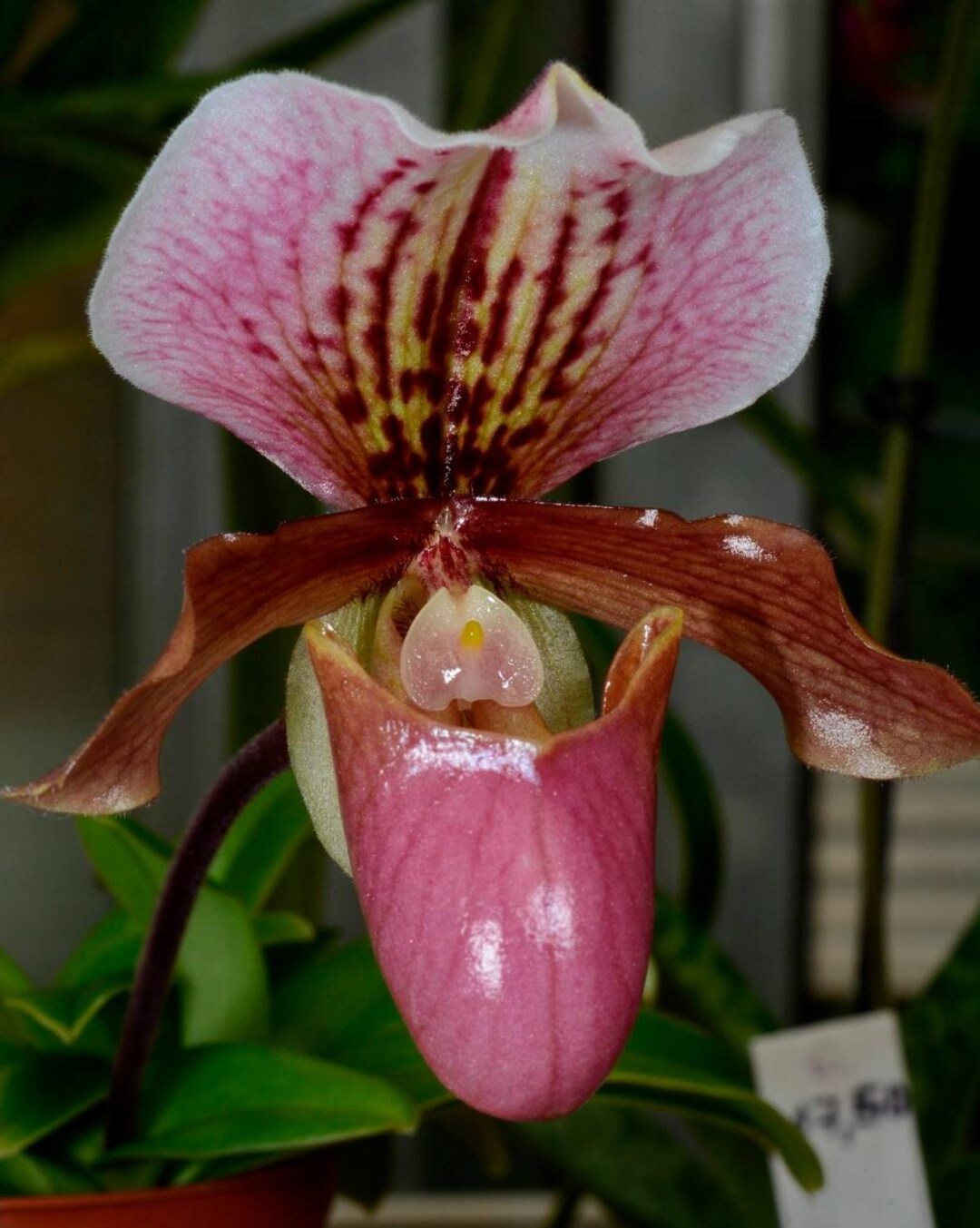 Paphiopedilum Dolls Kobold. in Spike. Limited Availability. - Etsy