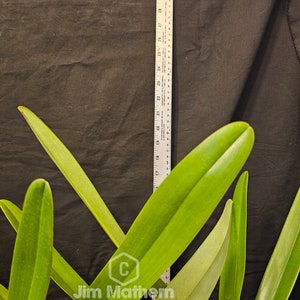 Paphiopedilum Lady Isabel. Blooming Size Multifloral Paphiopedilum ...