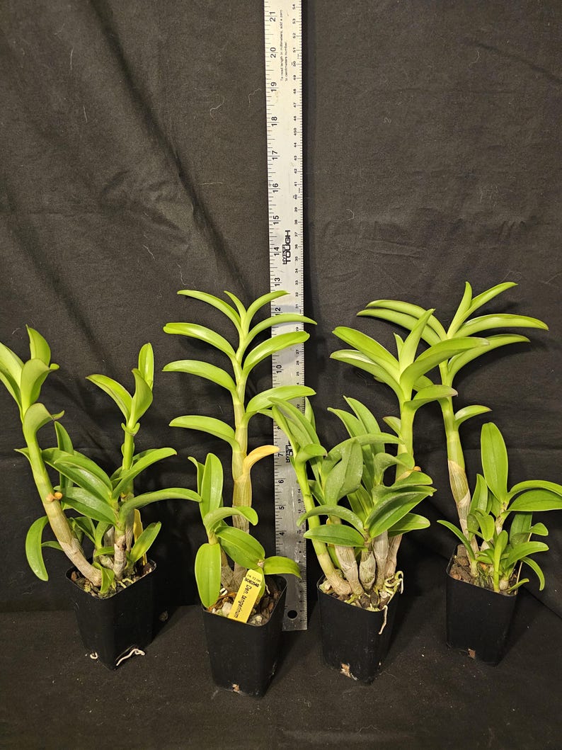 Dendrobium Tangerinum, Blooming Size Antelope Dendrobium Orchid Species ...