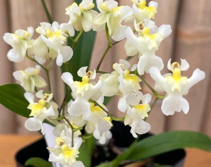 Oncidium Gold Dust Blooming Size Miniature Oncidium. Multiple Fragrant ...