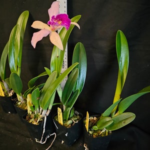 Rby. Golden Tang X Richard Mueller 'STK' Blooming Size Brassavola ...
