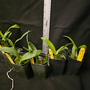 Prosthechea (psh) Mariae X Sib. Rare Orchid Species. Encyclia Type Live ...