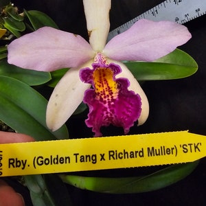 Rby. Golden Tang X Richard Mueller 'STK' Blooming Size Brassavola ...