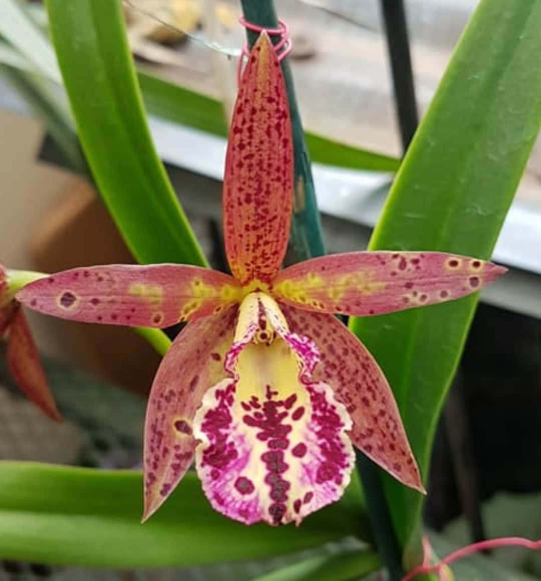 Bc Rustic Spots 'H&R' Blooming Size Brassavola Cattleya Hybrid ...