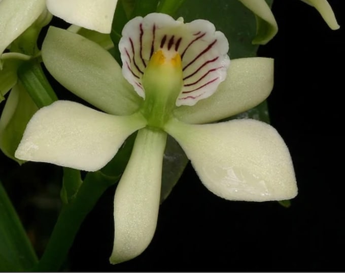 Very Rare Orchid Species Encyclia Radiata Species Live Plant - Etsy