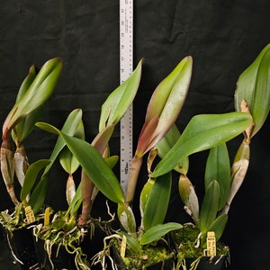 Pot. Perfect Choice 'purple Lady' Blooming Size Cattleya Orchid Clone ...