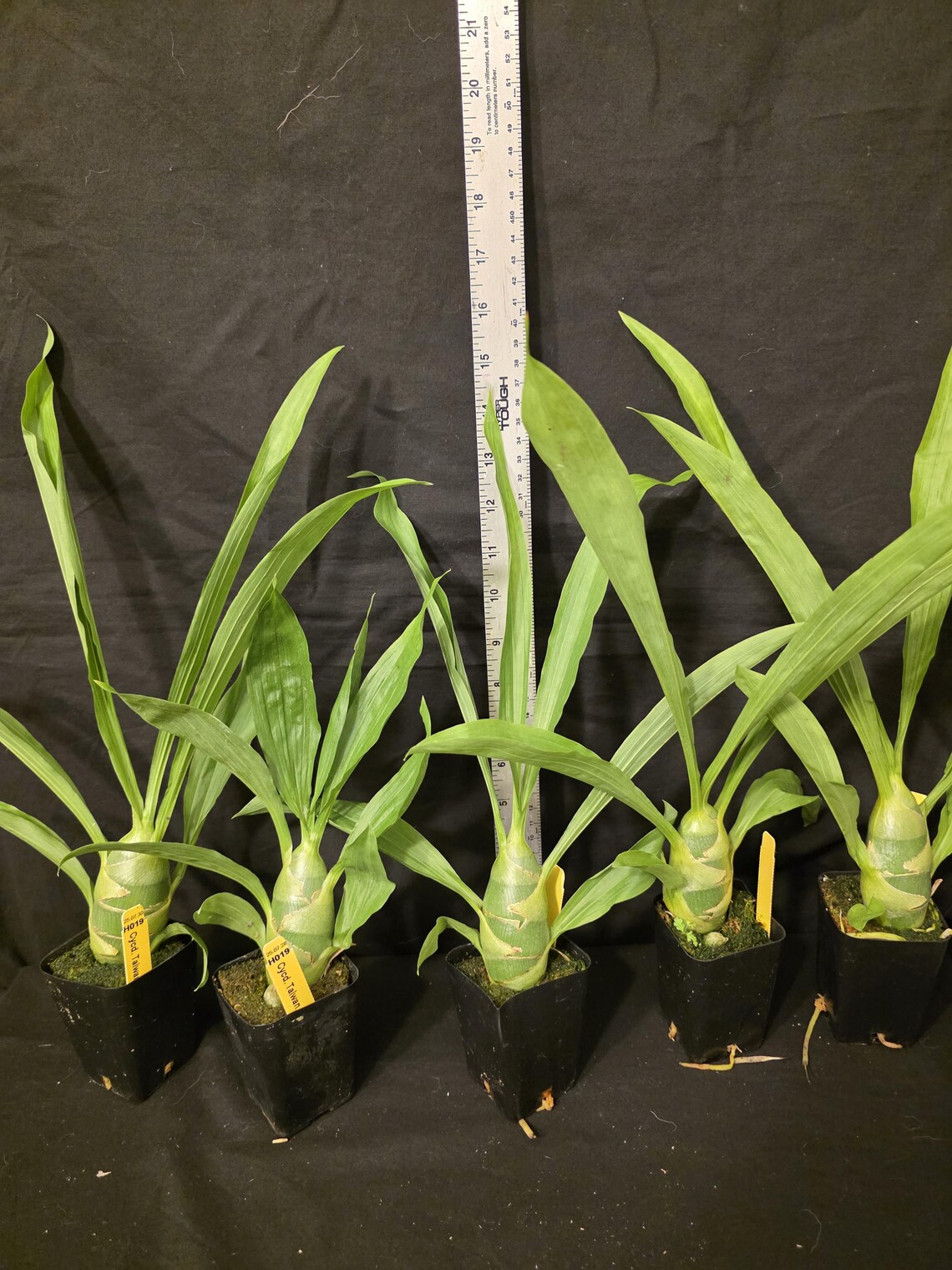 Cycnodes Taiwan Gold 'orange' (cycnoches Chlorochilon × Mormodes Badia ...