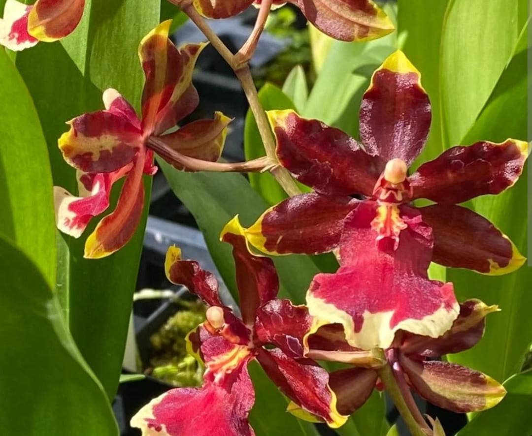 Oncostele Wildcat 'golden Red Star' in Spike. Long Branching Spikes ...