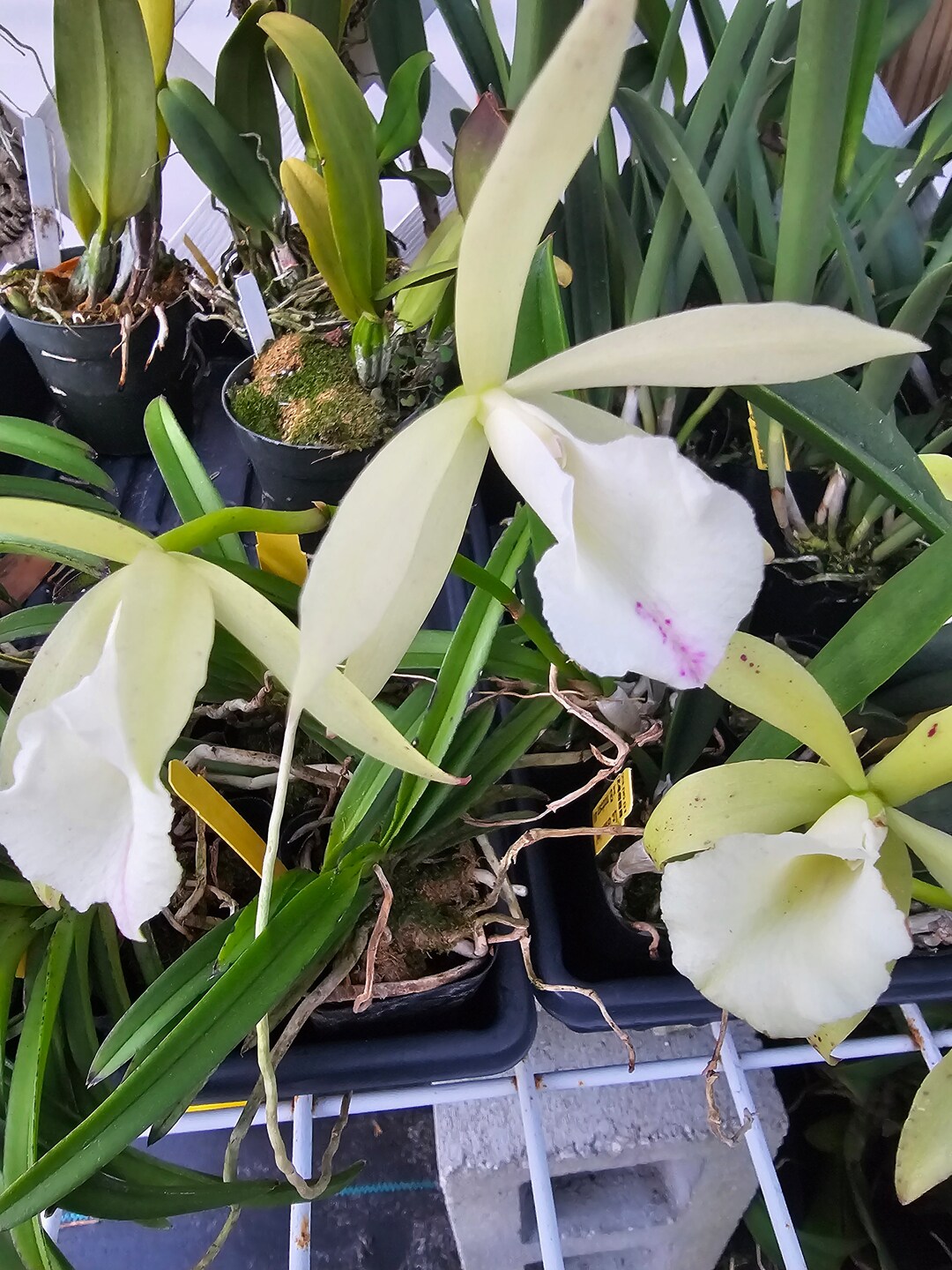 Lc Green Veil X Brassavola Nodosa Blooming Size Brassavola Orchid ...