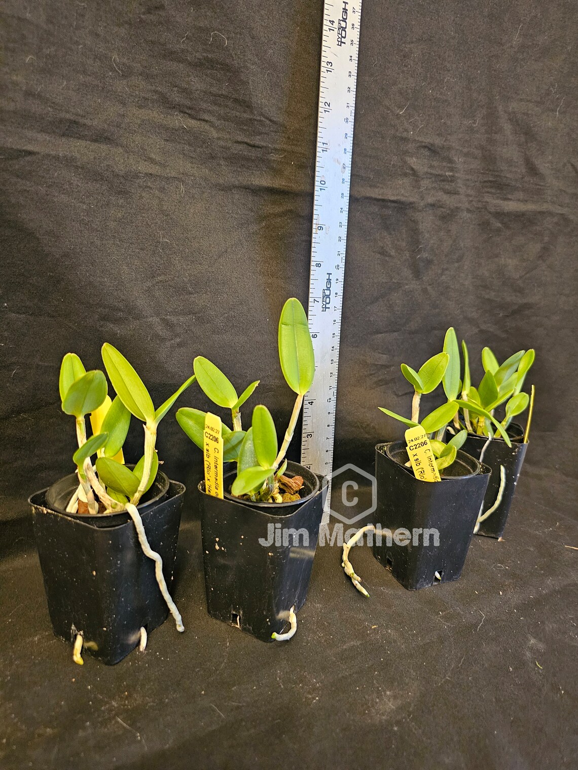 Cattleya Intermedia Var Orlata X Sub. Near Bloom Size Cattleya Orchid ...