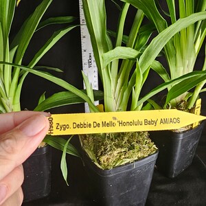 Zygopetlum Debbie De Mello 'honolulu Baby' AM/AOS Blooming Size ...
