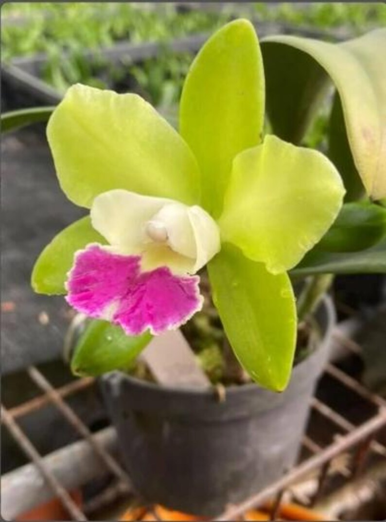 Pry Chief Green Sky 'peanut' Compact/miniature Cattleya Orchid Clone ...