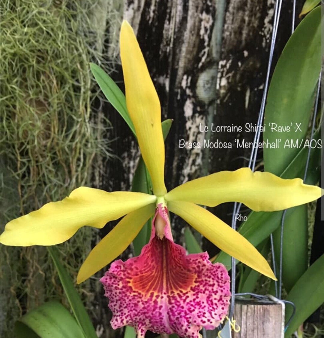 Bc Keowee 'mendenhall' Near Blooming Size Brassavola Cattleya Orchid ...
