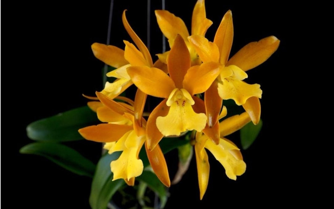 Ctt. Chocolate Drop 'yellow Chiffon' Non Bloom Size Cattleya Orchid ...