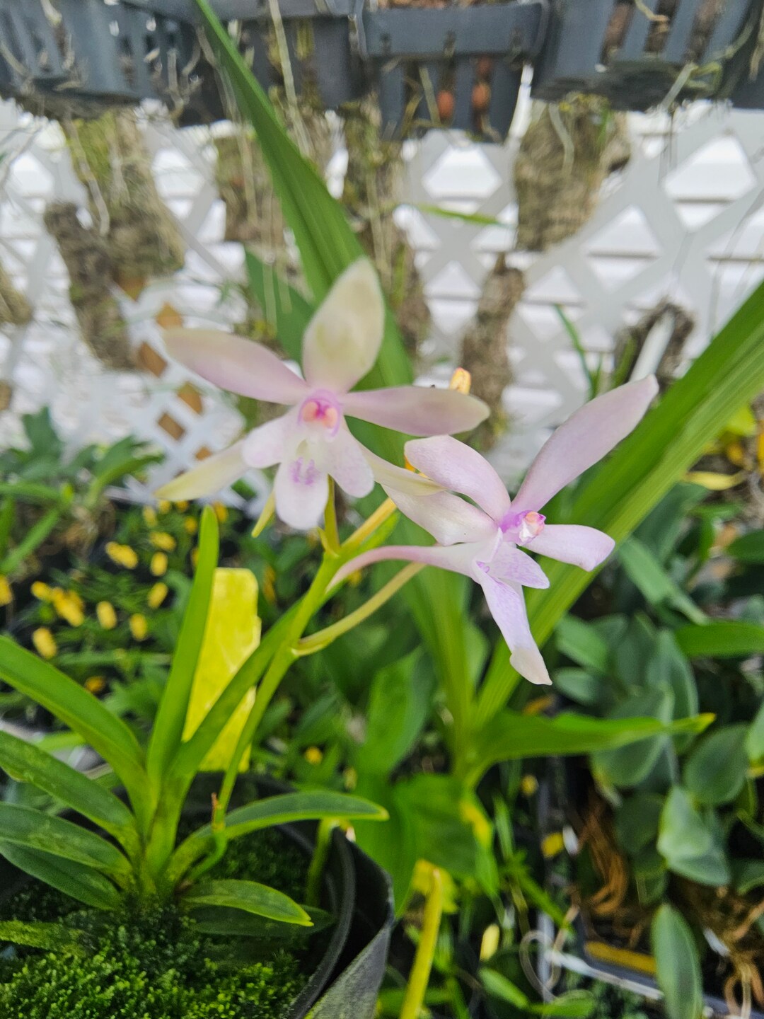 Vanda Georgia Peaches X Vanda Falcata vanda Lou Sneary X Vanda ...