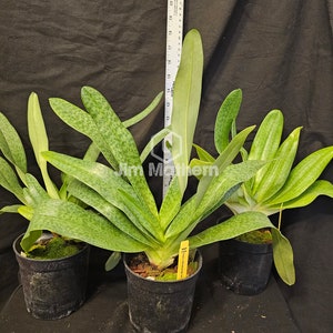 Paphiopedilum Greyi X Paph Kolokapingii , Blooming Size Multifloral ...