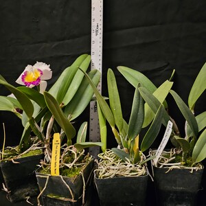 Rlc Lisa Taylor Gallis 'nora' Blooming Size Compact Growing Cattleya ...