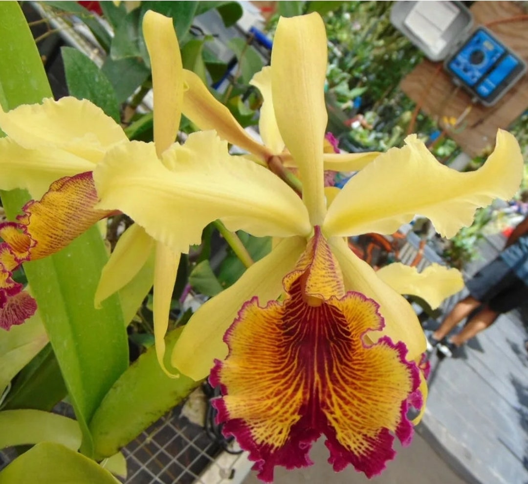 Cattleya Dowiana Fma Aurea 'net Dream' Non Bloom Size Rare Orchid ...